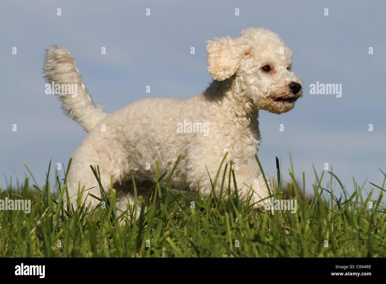 running Toy Poodle Stock Photo - Alamy