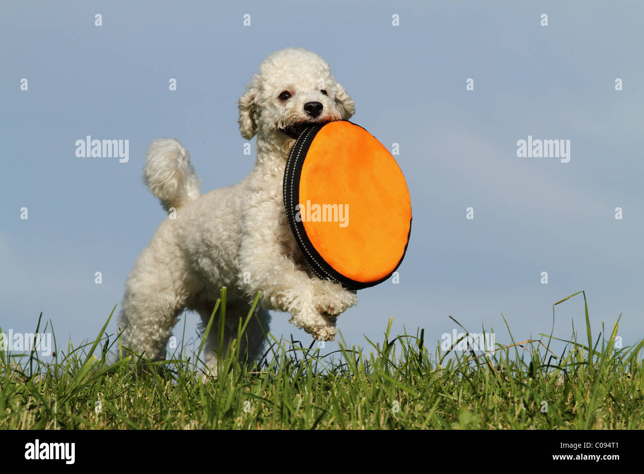 playing Toy Poodle Stock Photo - Alamy