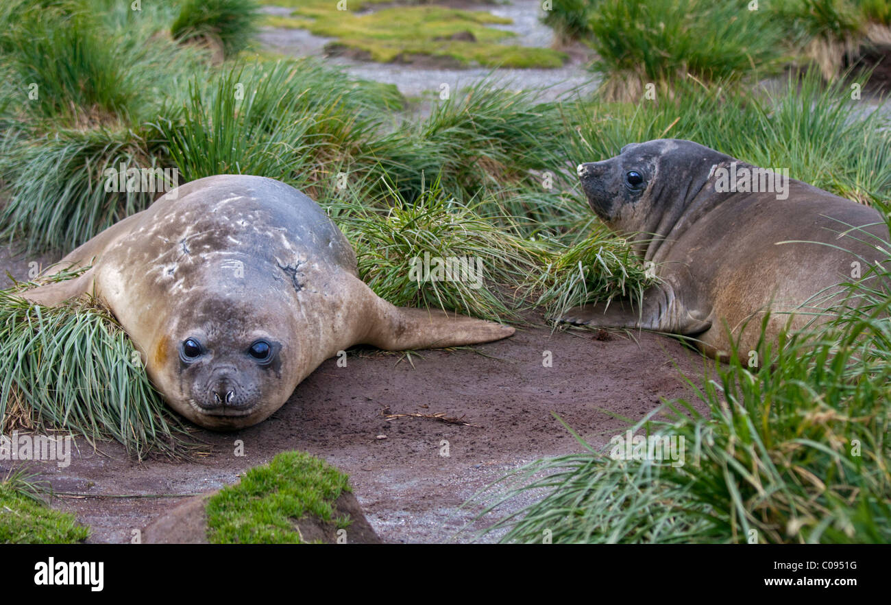 Southern Elephant Seals (mirounga leonina), Moltke Harbour, Royal Bay ...