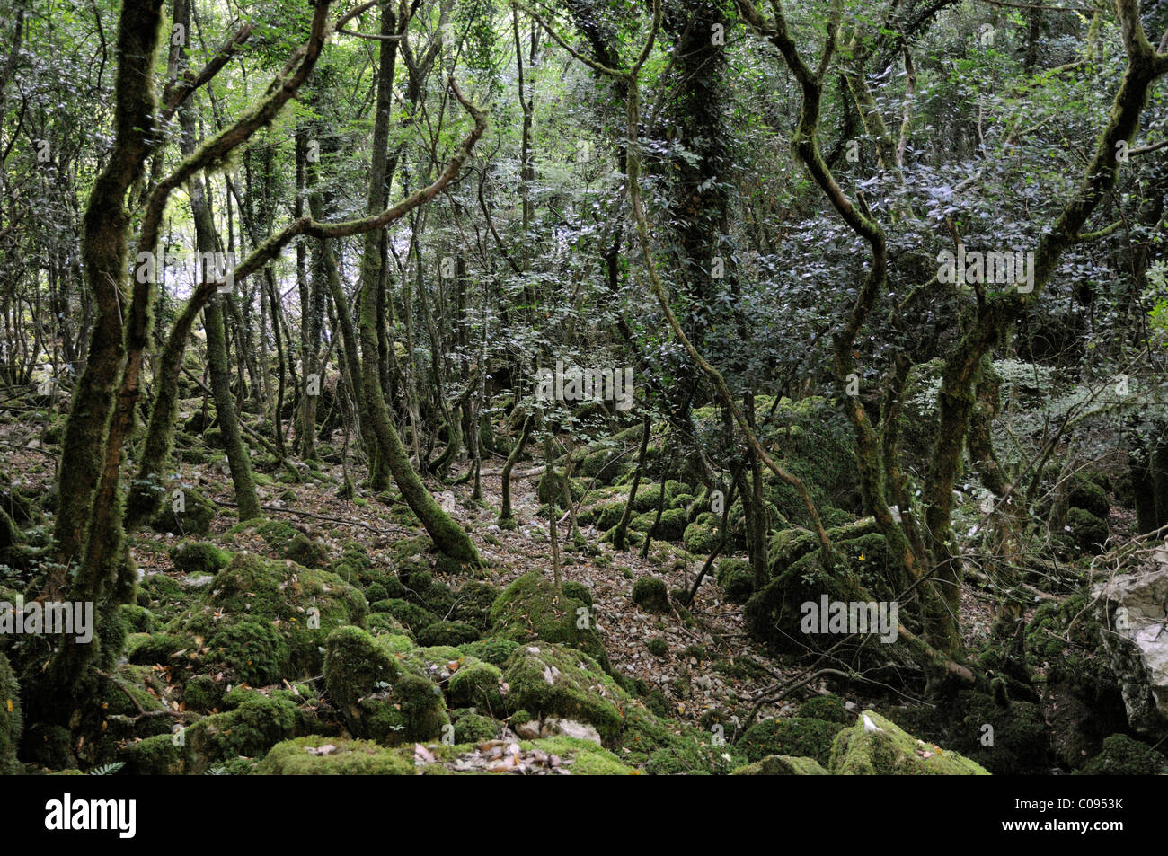 Merag cres hi-res stock photography and images - Alamy