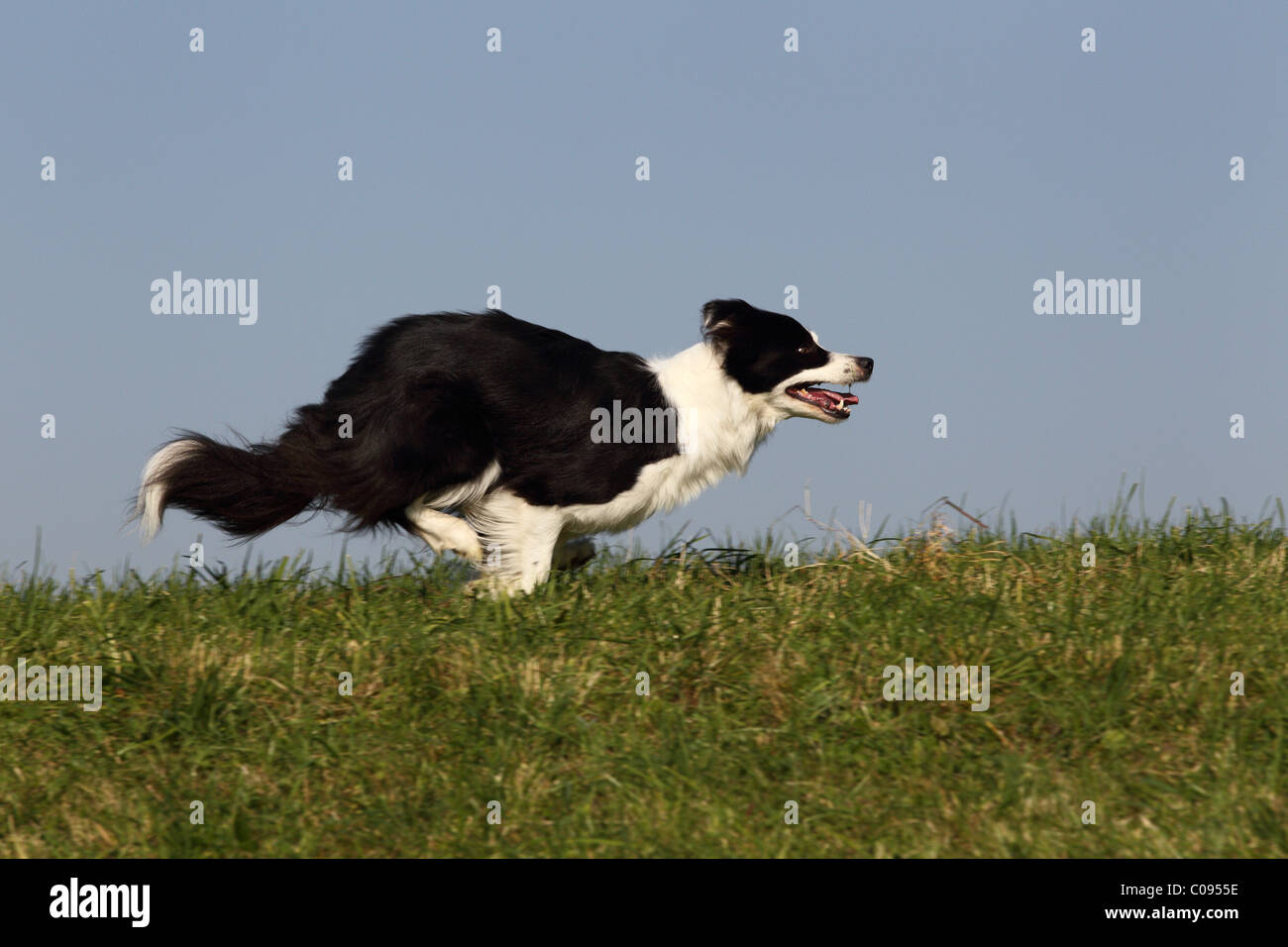 running Border Collie Stock Photo - Alamy
