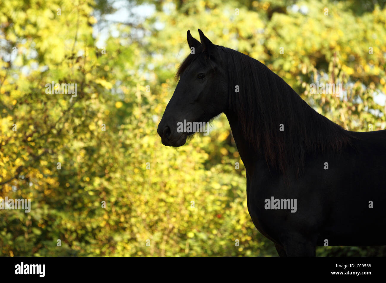 Friesian horse portrait Stock Photo - Alamy