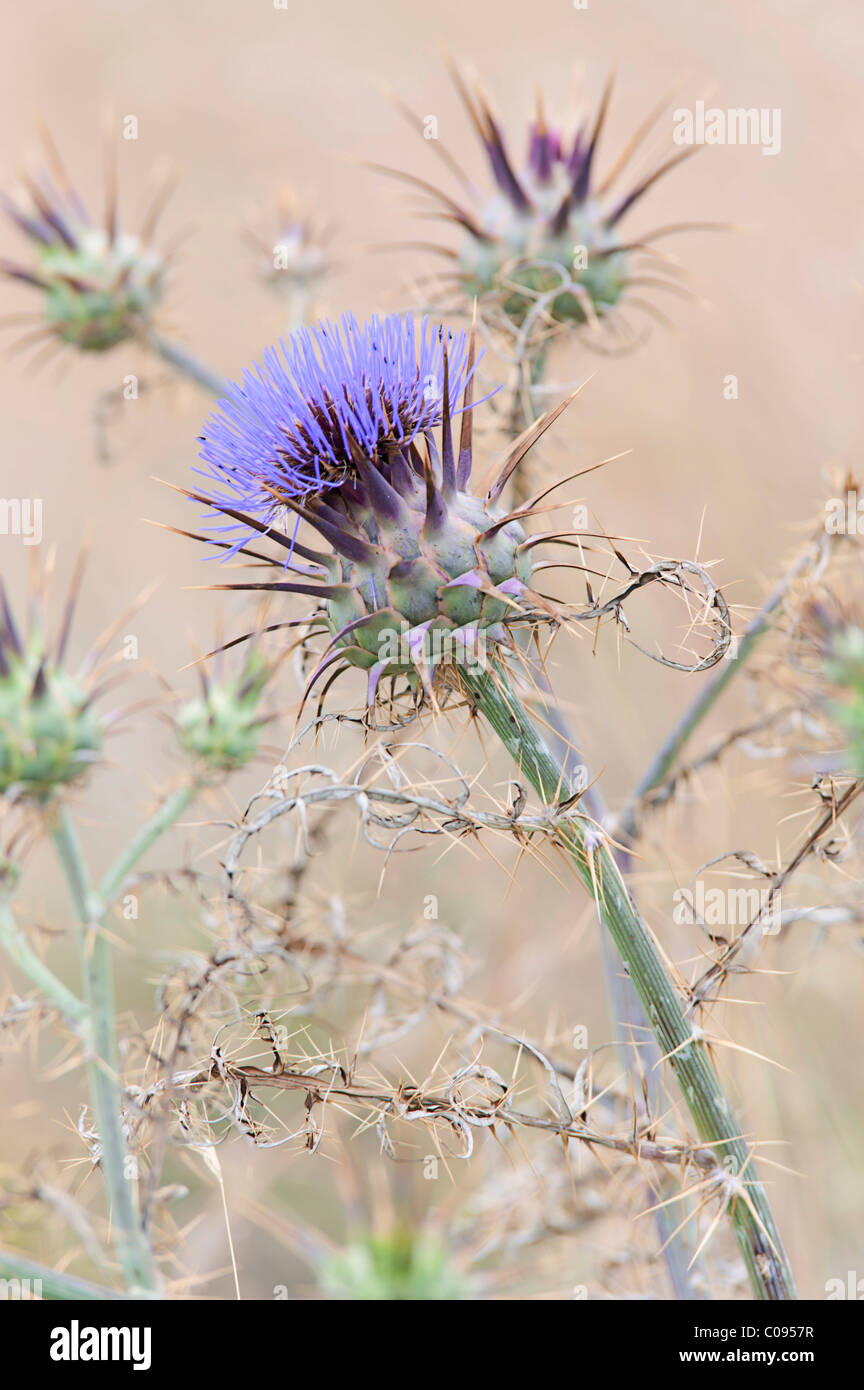 Bull thorn hi-res stock photography and images - Alamy