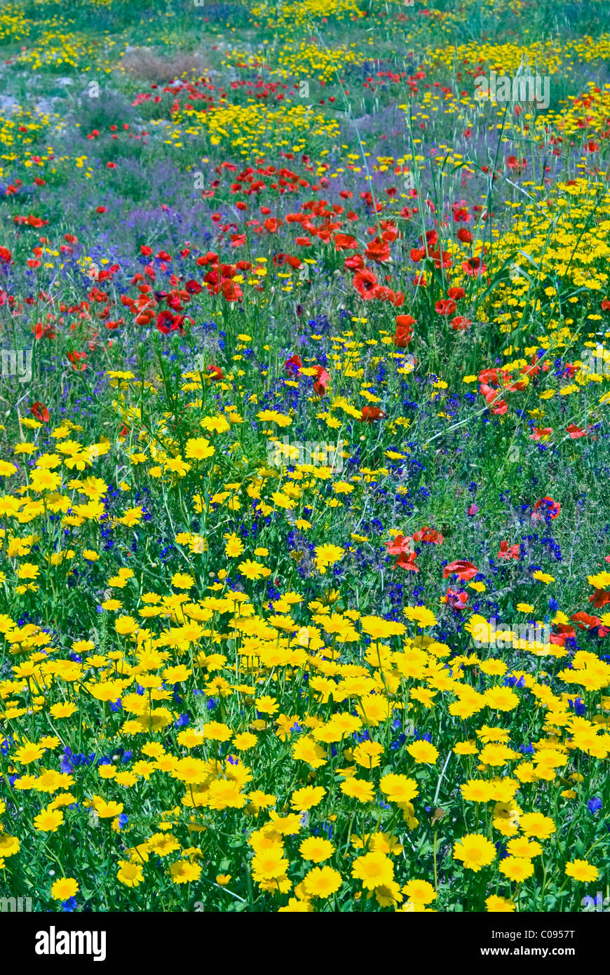 Tuscany flower fields hi-res stock photography and images - Alamy