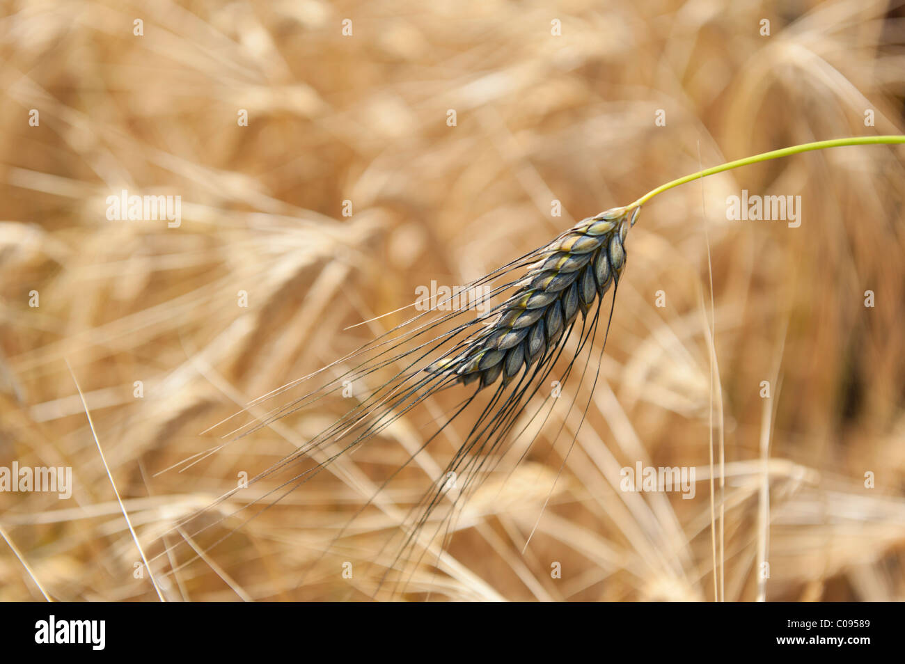 Emmer wheat, farro (Triticum dicoccum), the oldest cultivated cereal ...