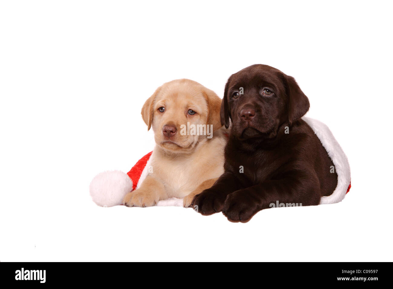 Two brown labrador retriever Cut Out Stock Images & Pictures - Alamy