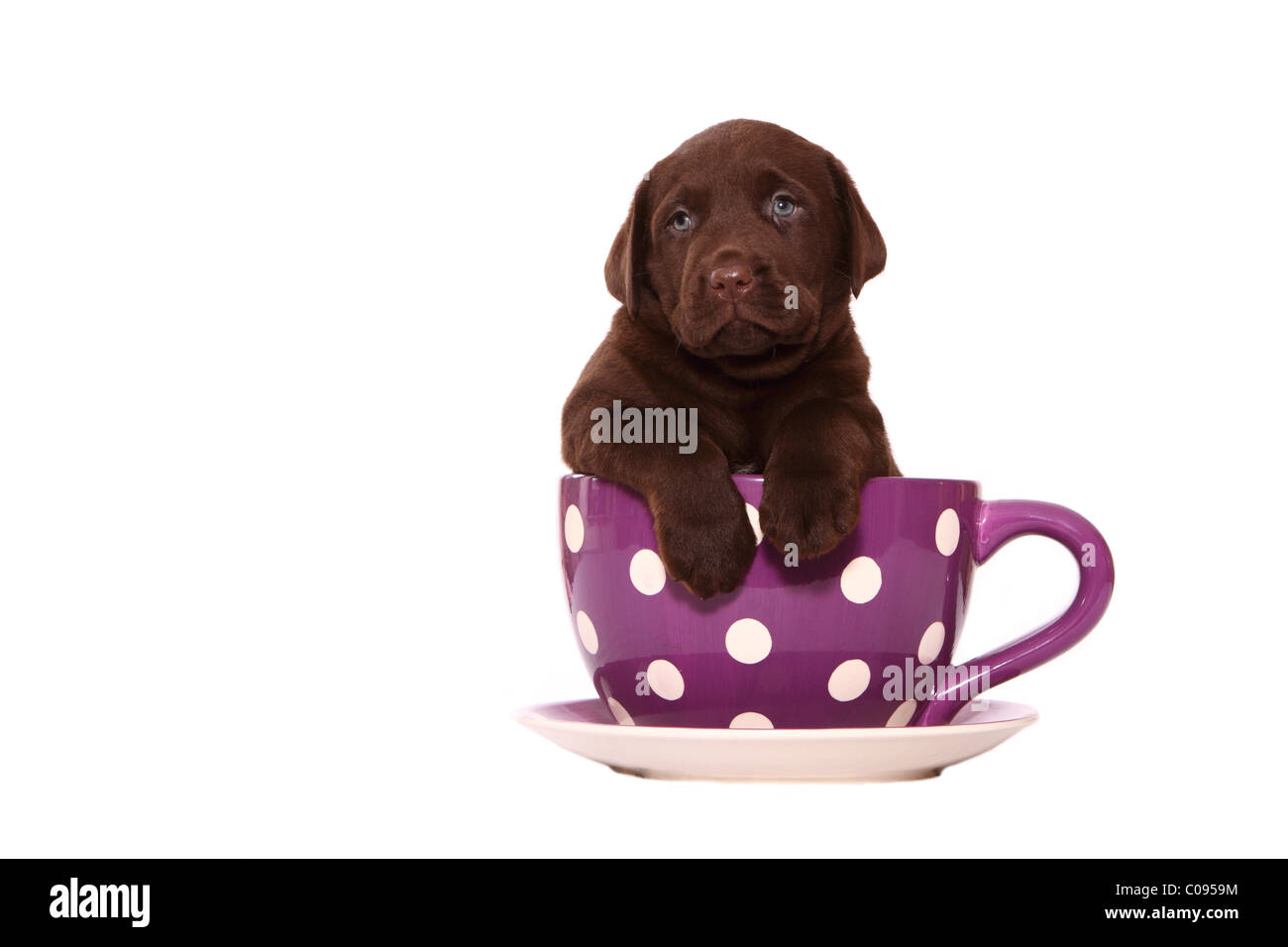 Teacup Chocolate Lab