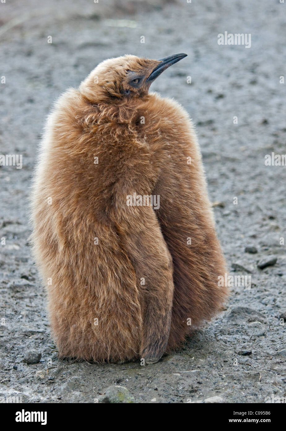 King Penguin Chick (aptenodytes patagonicus), Salisbury Plain, South ...