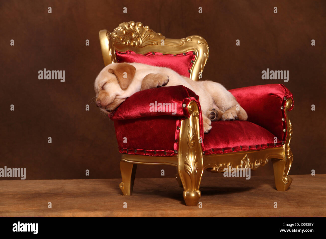 Labrador Retriever Puppy Stock Photo - Alamy