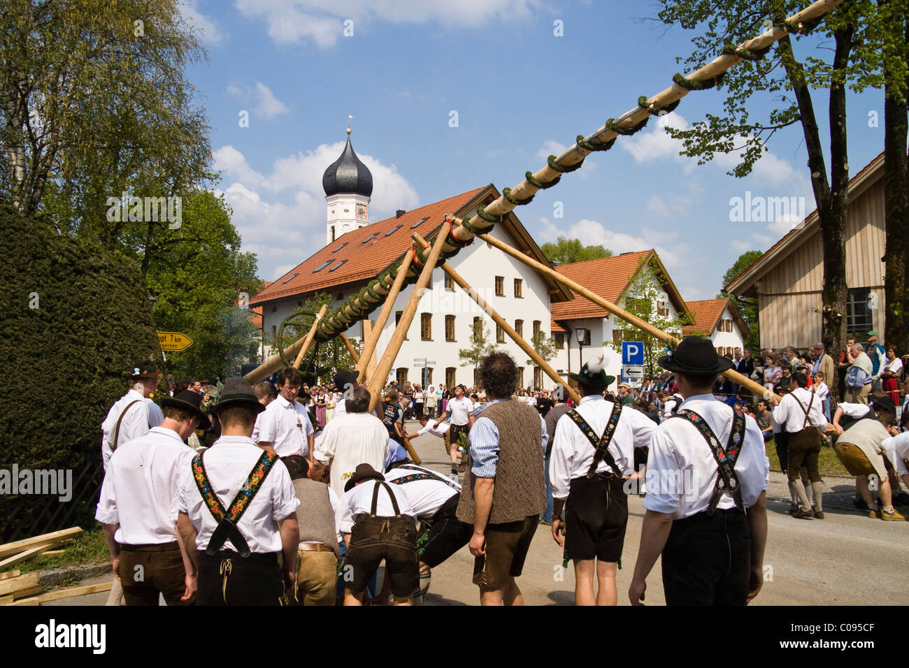 Setting up the traditional maypole in Iffeldorf, Upper Bavaria, Germany ...