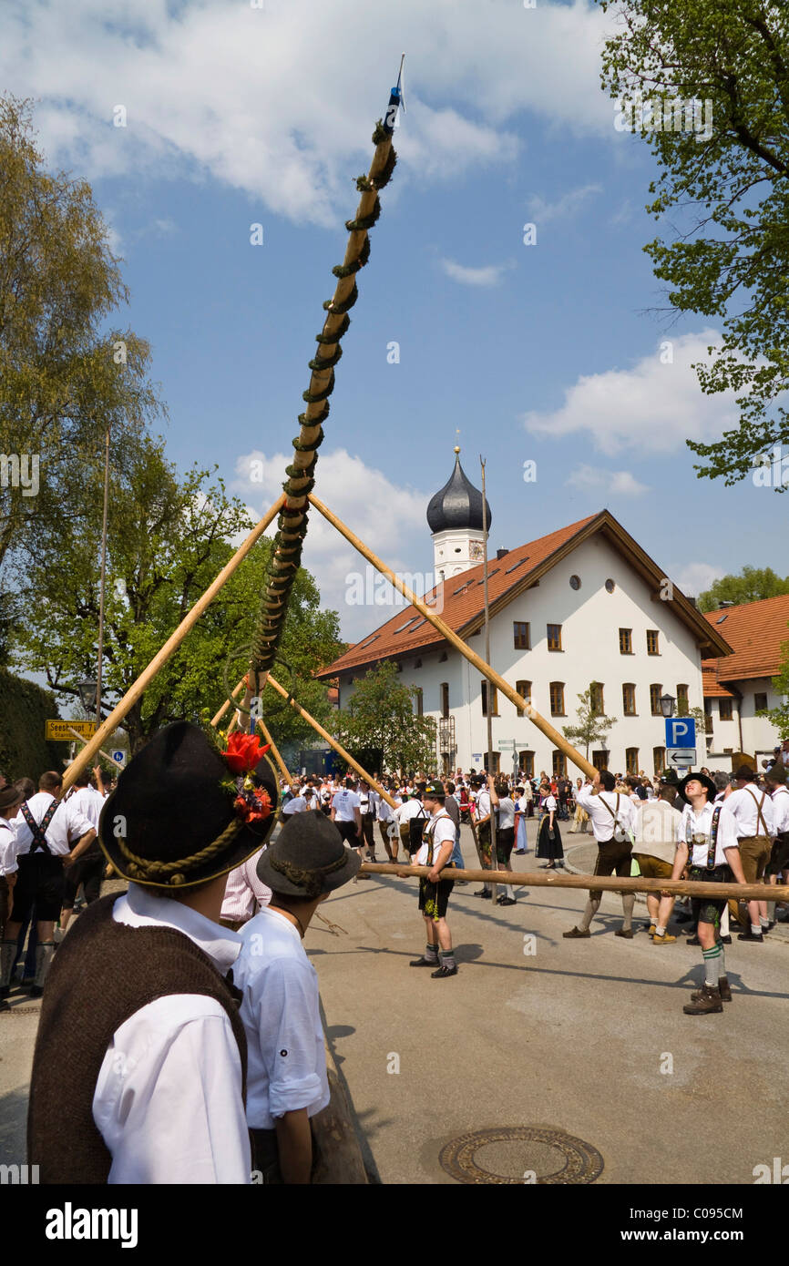 Setting up the traditional maypole in Iffeldorf, Upper Bavaria, Germany ...