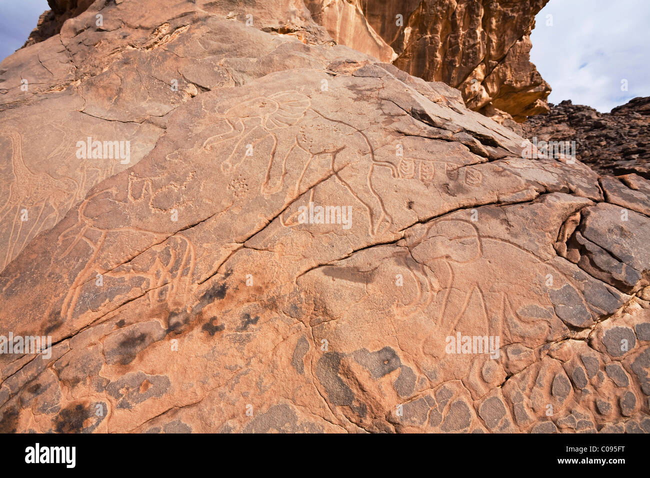 Stone engravings in the Libyan stone desert, elephants, Tassili Maridet ...
