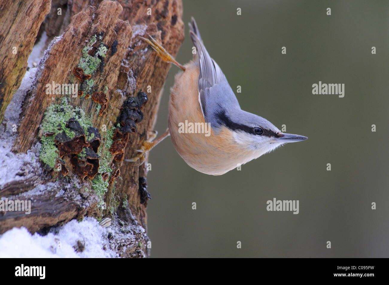 Nuthatch (Sitta europaea Stock Photo - Alamy