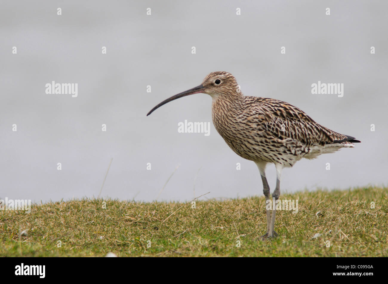 Eurasian Curlew (Numenius arquata Stock Photo - Alamy