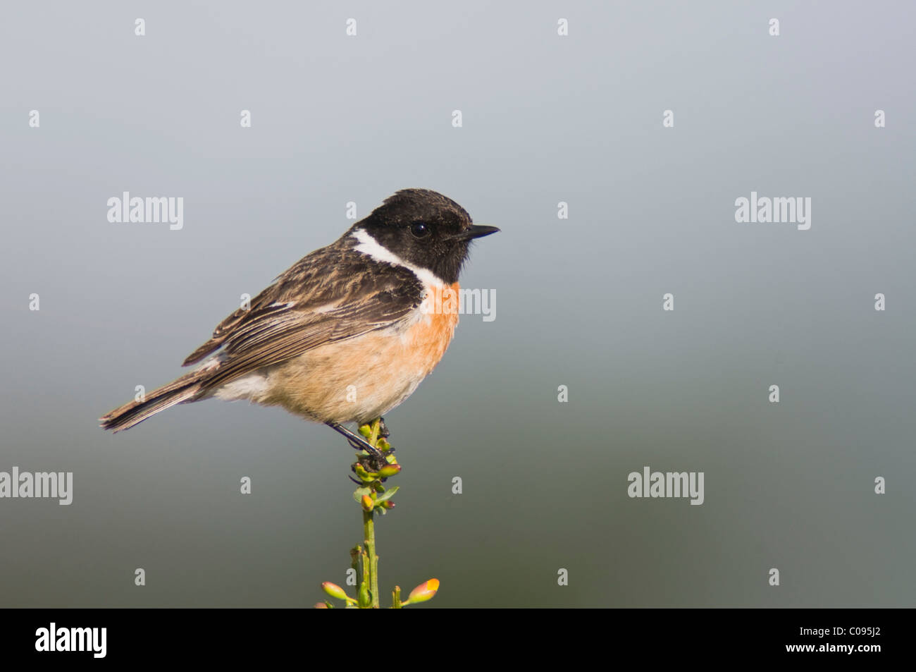 African stonechat hi-res stock photography and images - Alamy