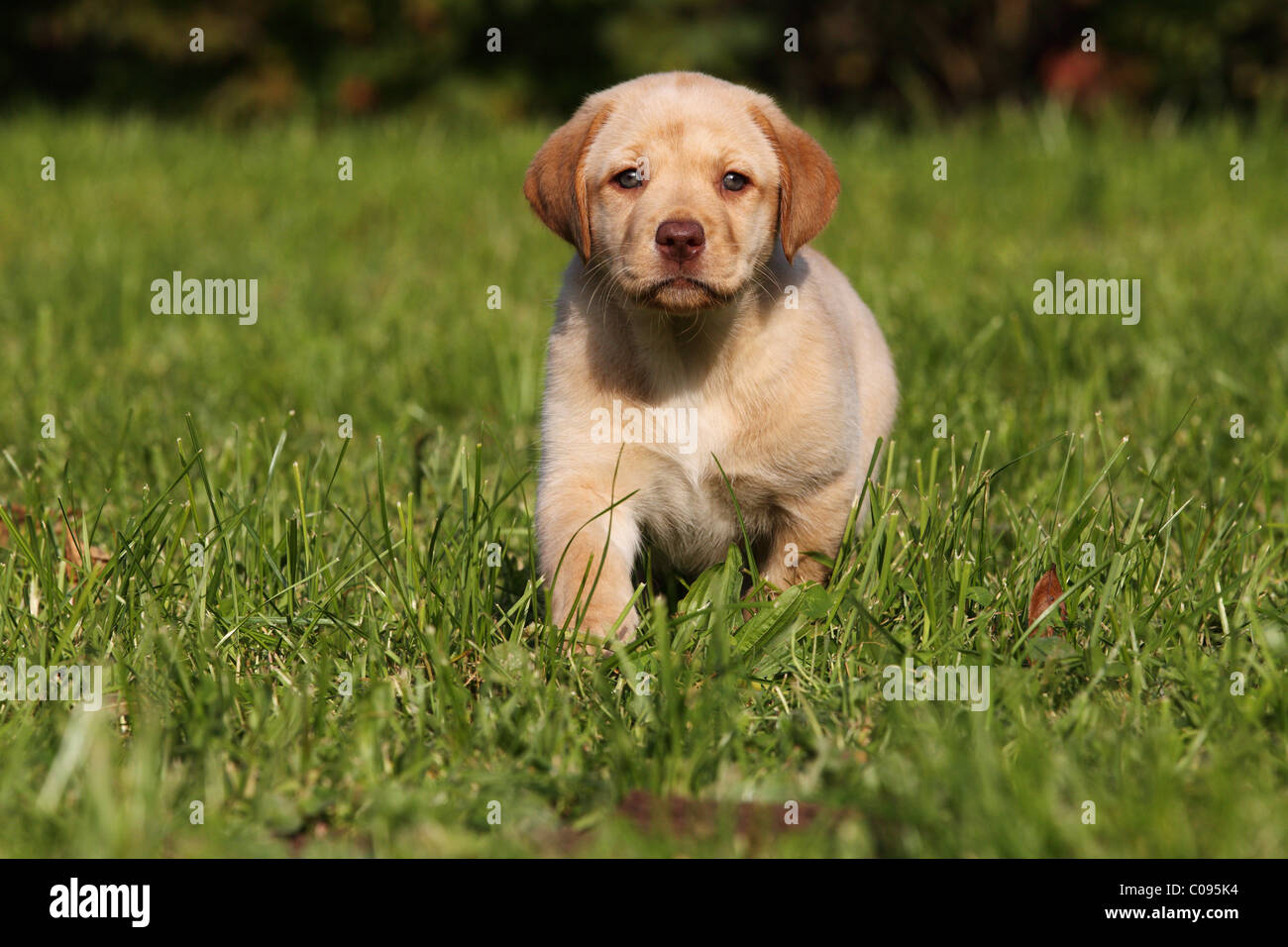 Labrador Retriever Puppy Stock Photo - Alamy