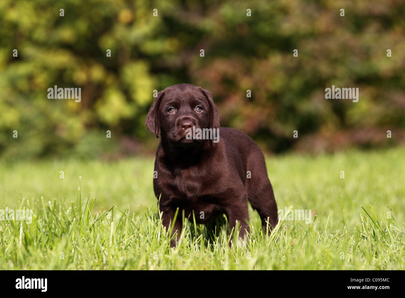 Labrador Retriever Puppy Stock Photo - Alamy