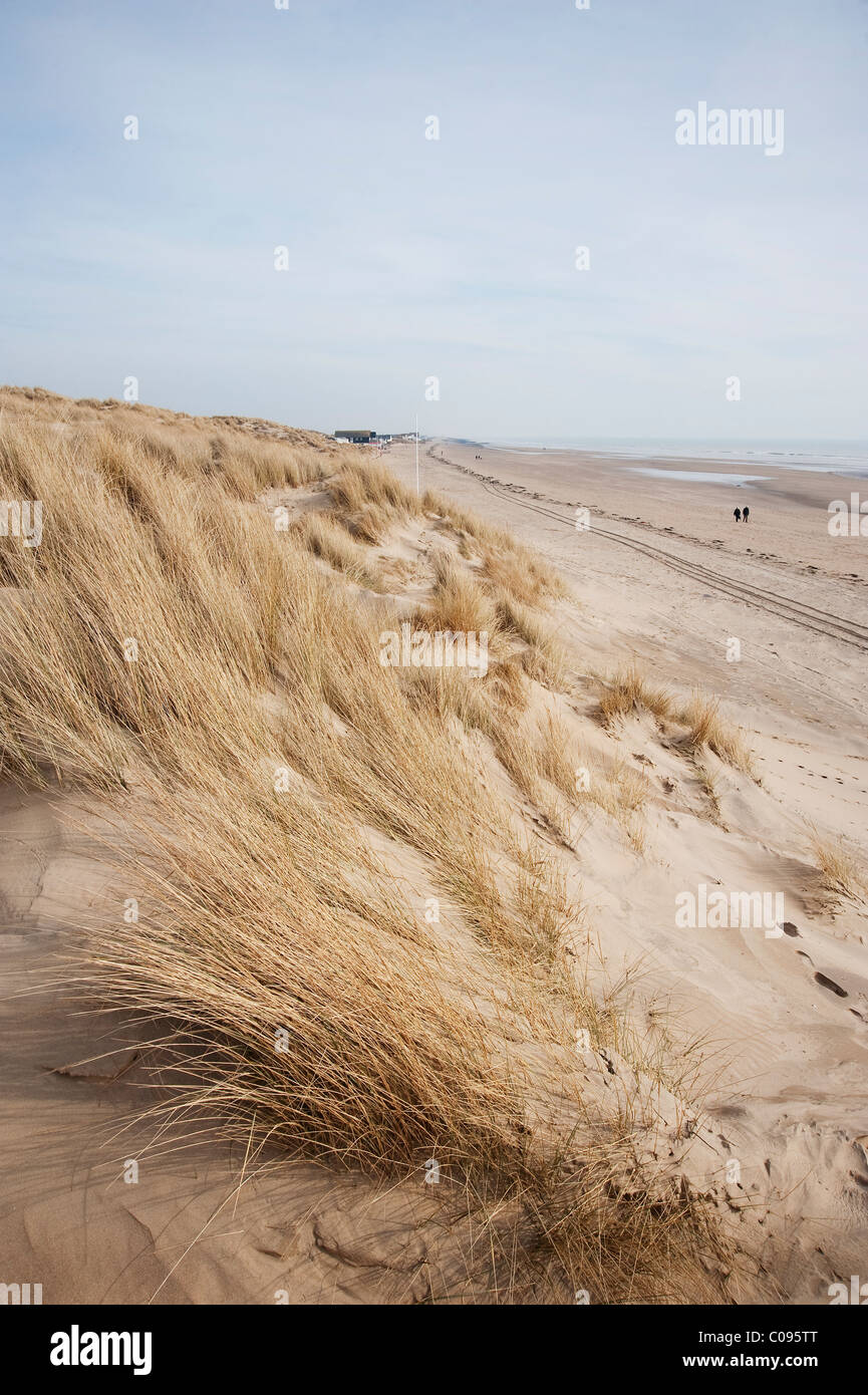 marram grass sand dunes camber sands beach Stock Photo - Alamy