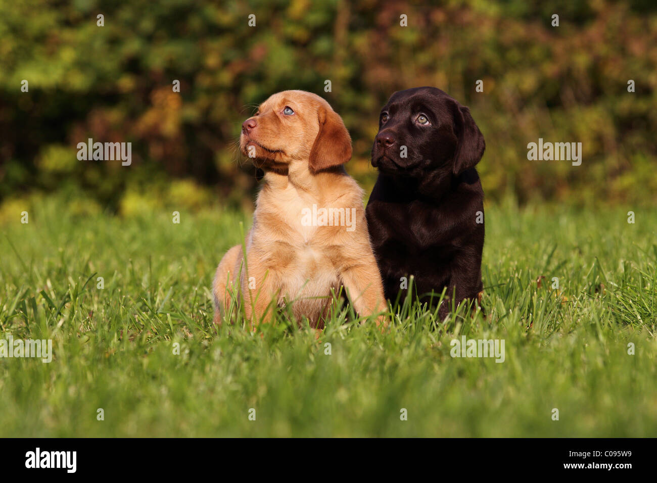 Labrador Retriever Puppies Stock Photo - Alamy