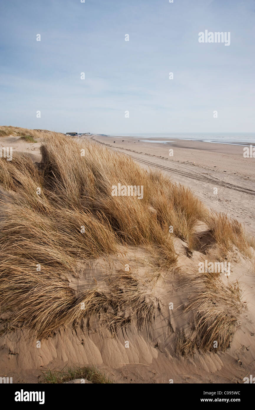marram grass sand dunes camber sands beach Stock Photo - Alamy