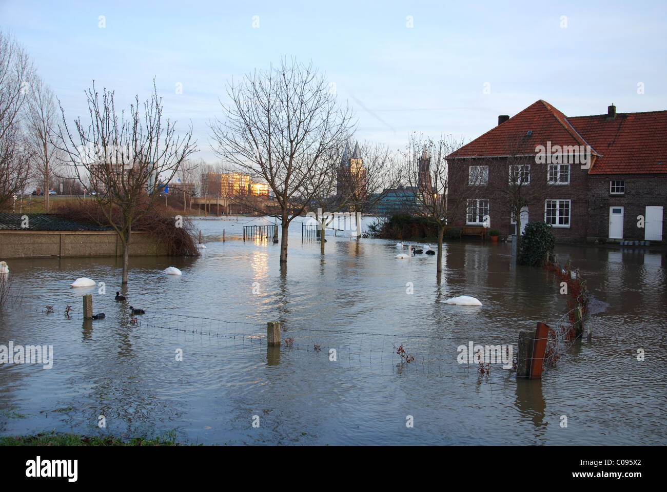 flooded banks of river Maas Roermond Netherlands Stock Photo - Alamy