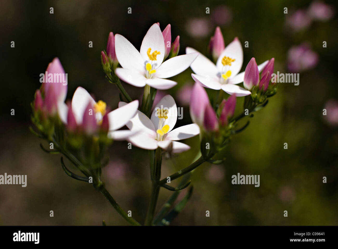 Centaurium erythraea Common centaury or European centaury blooming ...