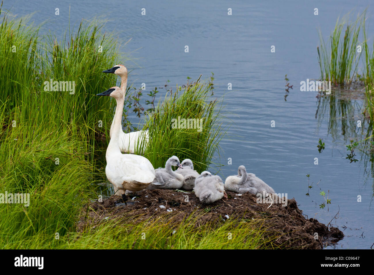 Trumpeter Swan Nest High Resolution Stock Photography and Images - Alamy