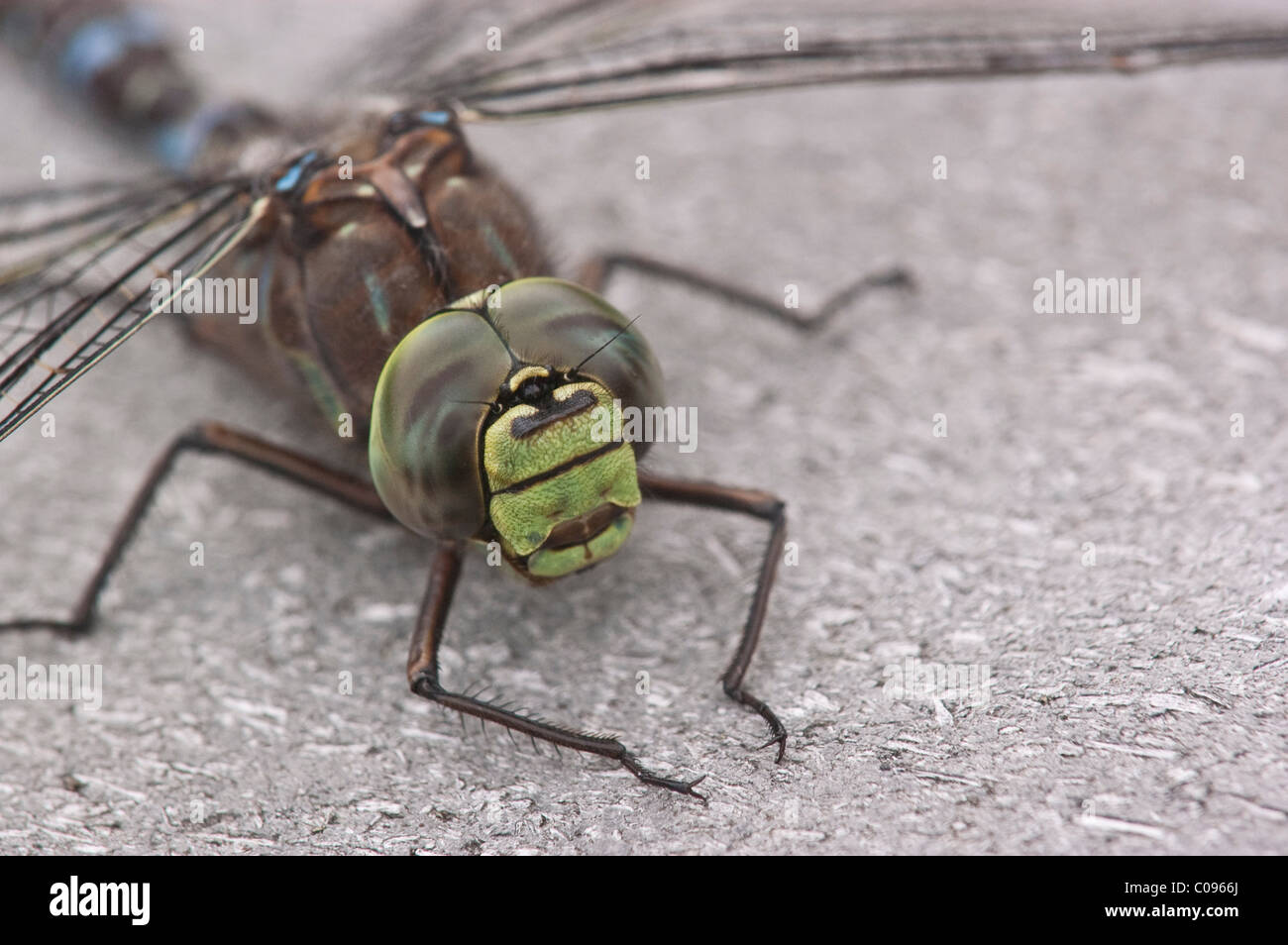 Dragonfly characteristics hi-res stock photography and images - Alamy
