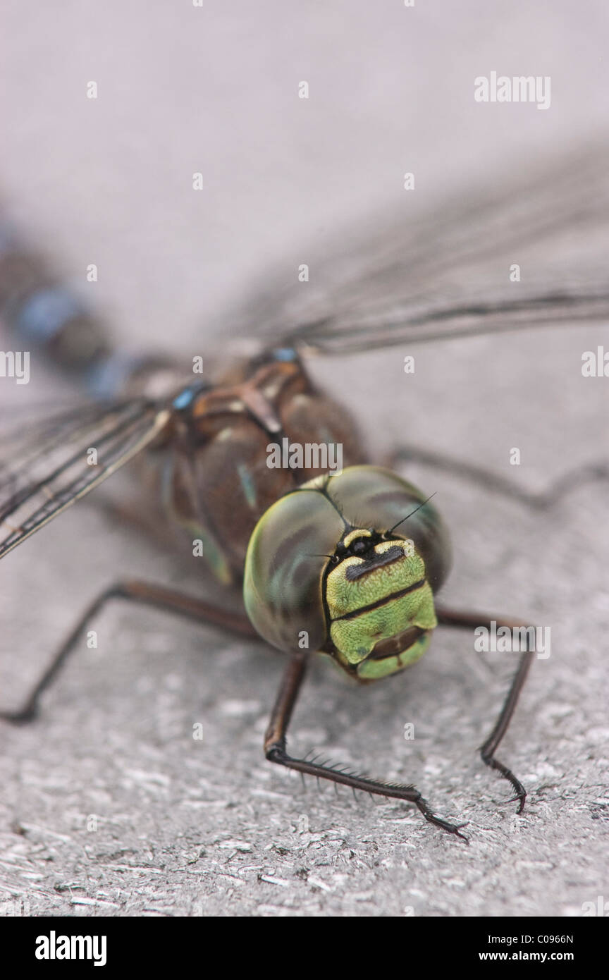 Dragonfly view hi-res stock photography and images - Alamy
