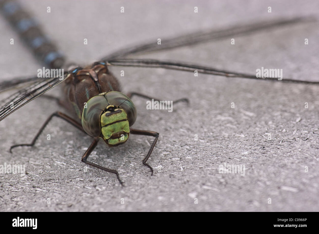 Dragonfly characteristics hi-res stock photography and images - Alamy