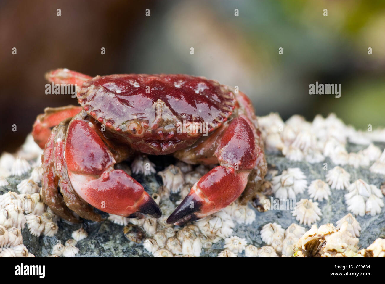 Barnacles alaska hi-res stock photography and images - Alamy