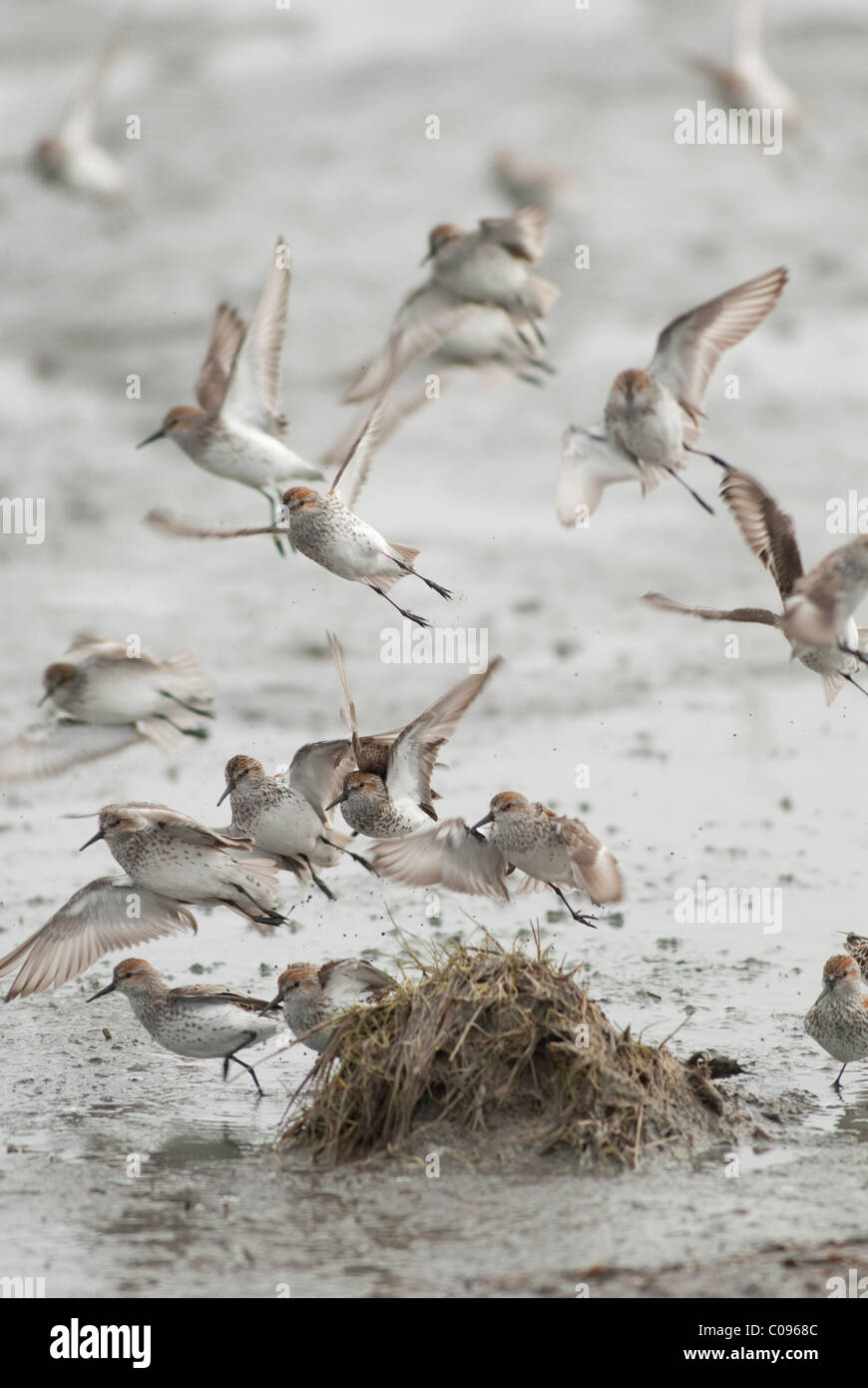 Flying Off From Coastline High Resolution Stock Photography and Images ...