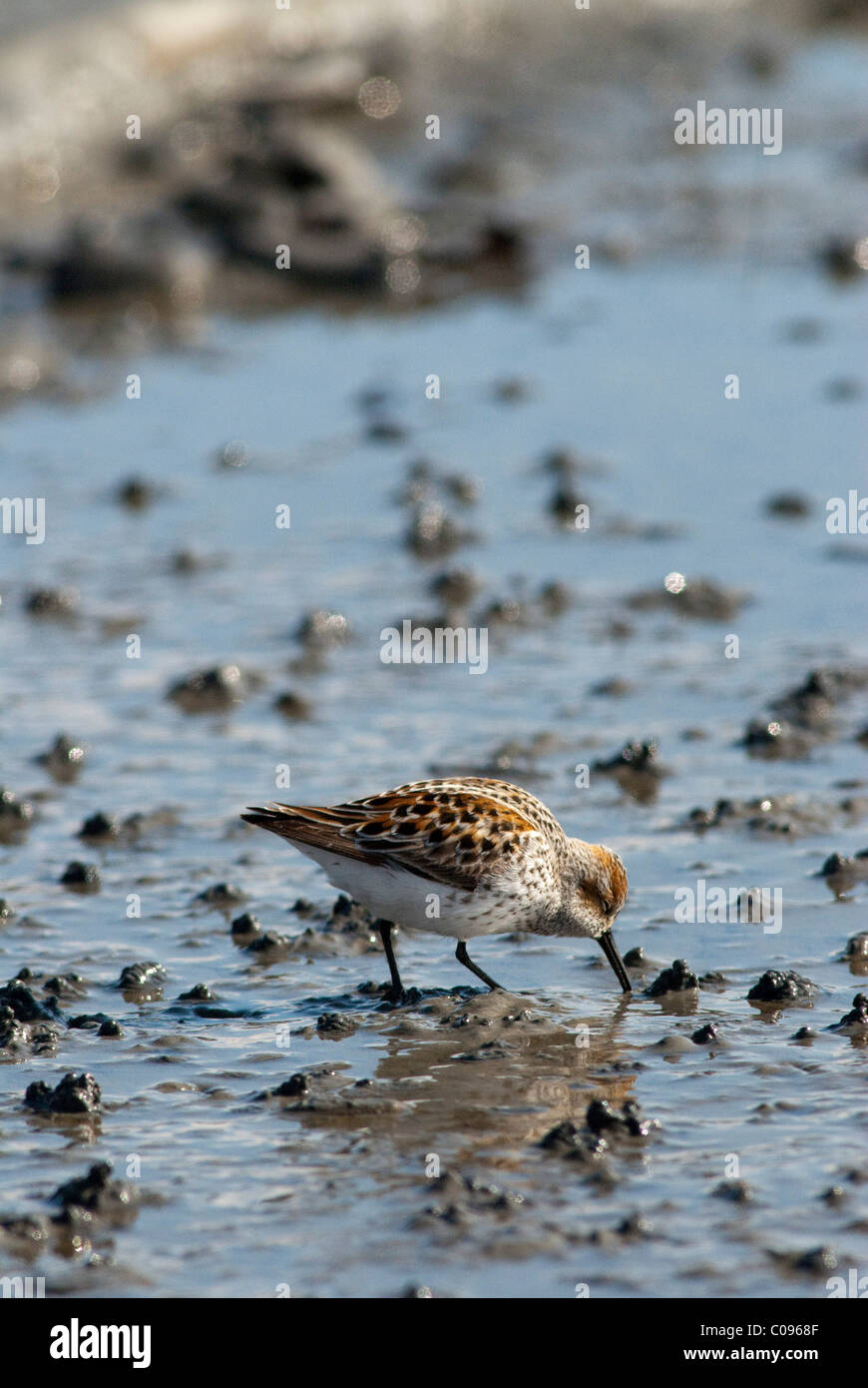 Western sandpiper hi-res stock photography and images - Alamy