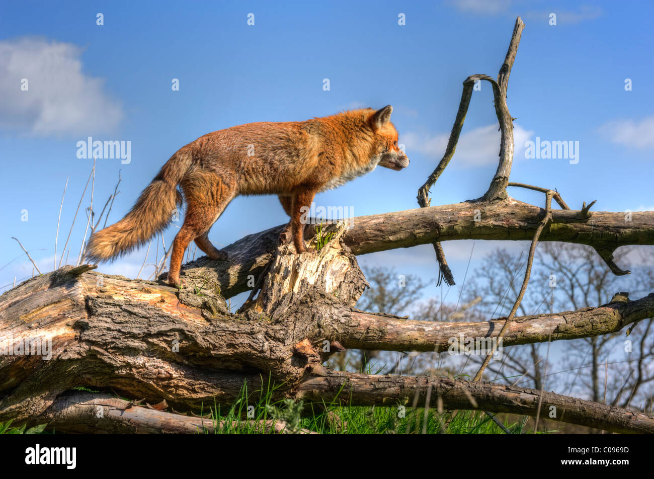 Fox red fox animal in its environment hi-res stock photography and ...