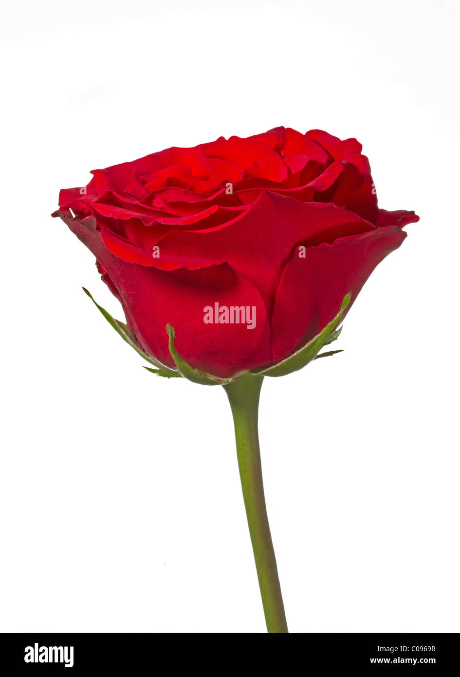 Single red rose stem hi-res stock photography and images - Alamy