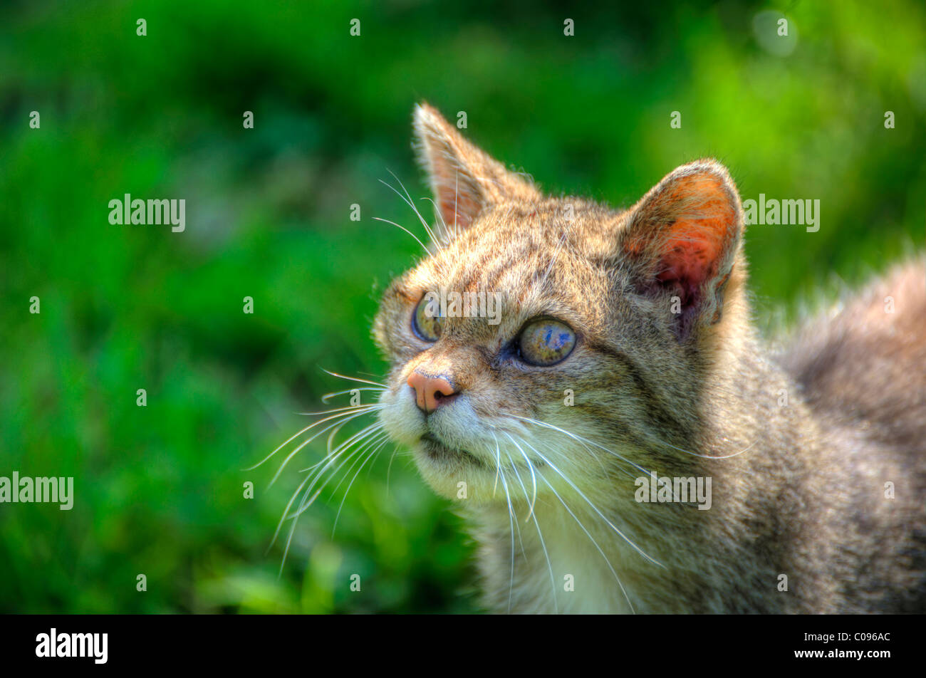 Fantastic close up of Scottish wildcat capturing character and ...