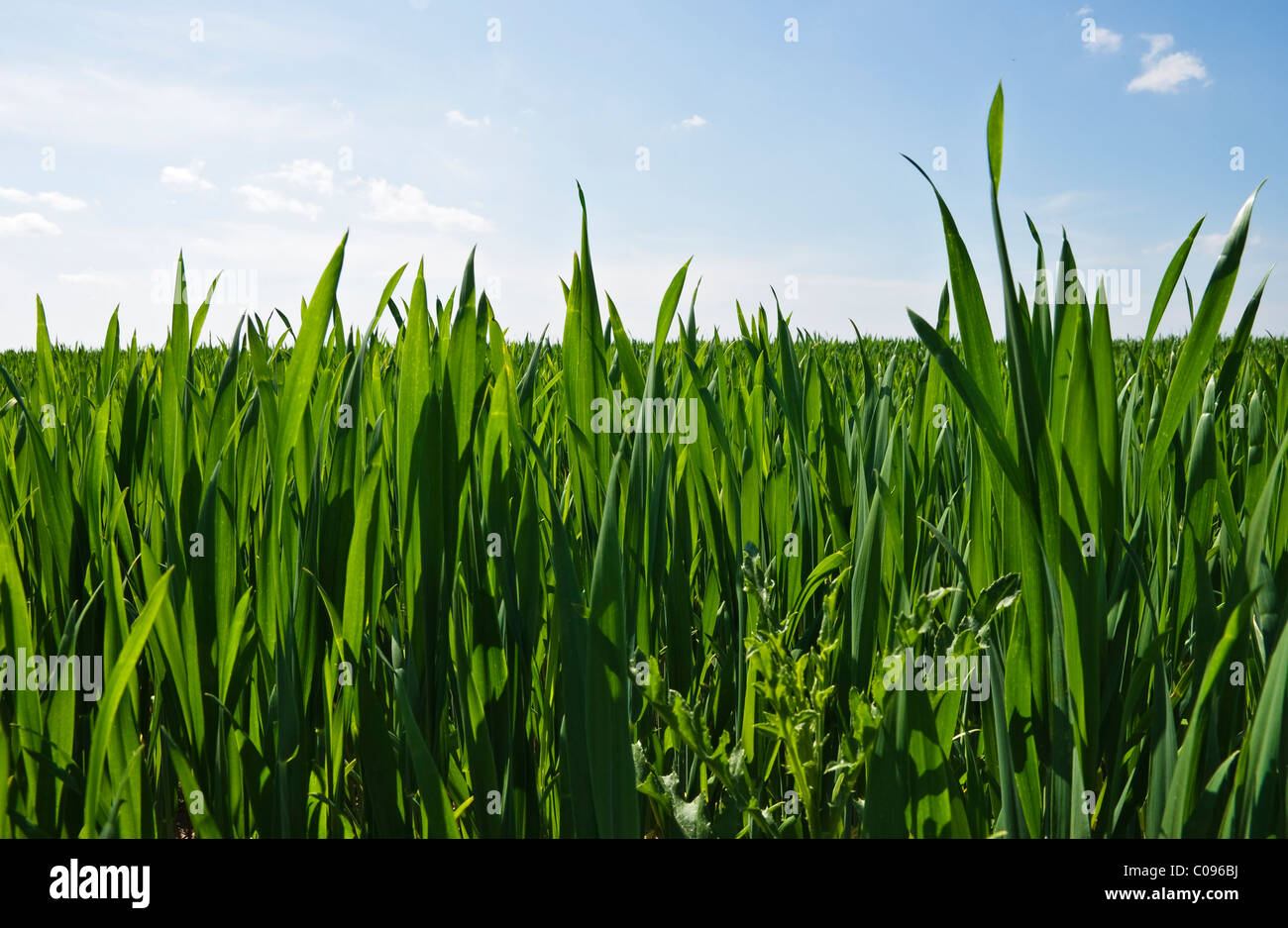 Zoom nature hi-res stock photography and images - Alamy