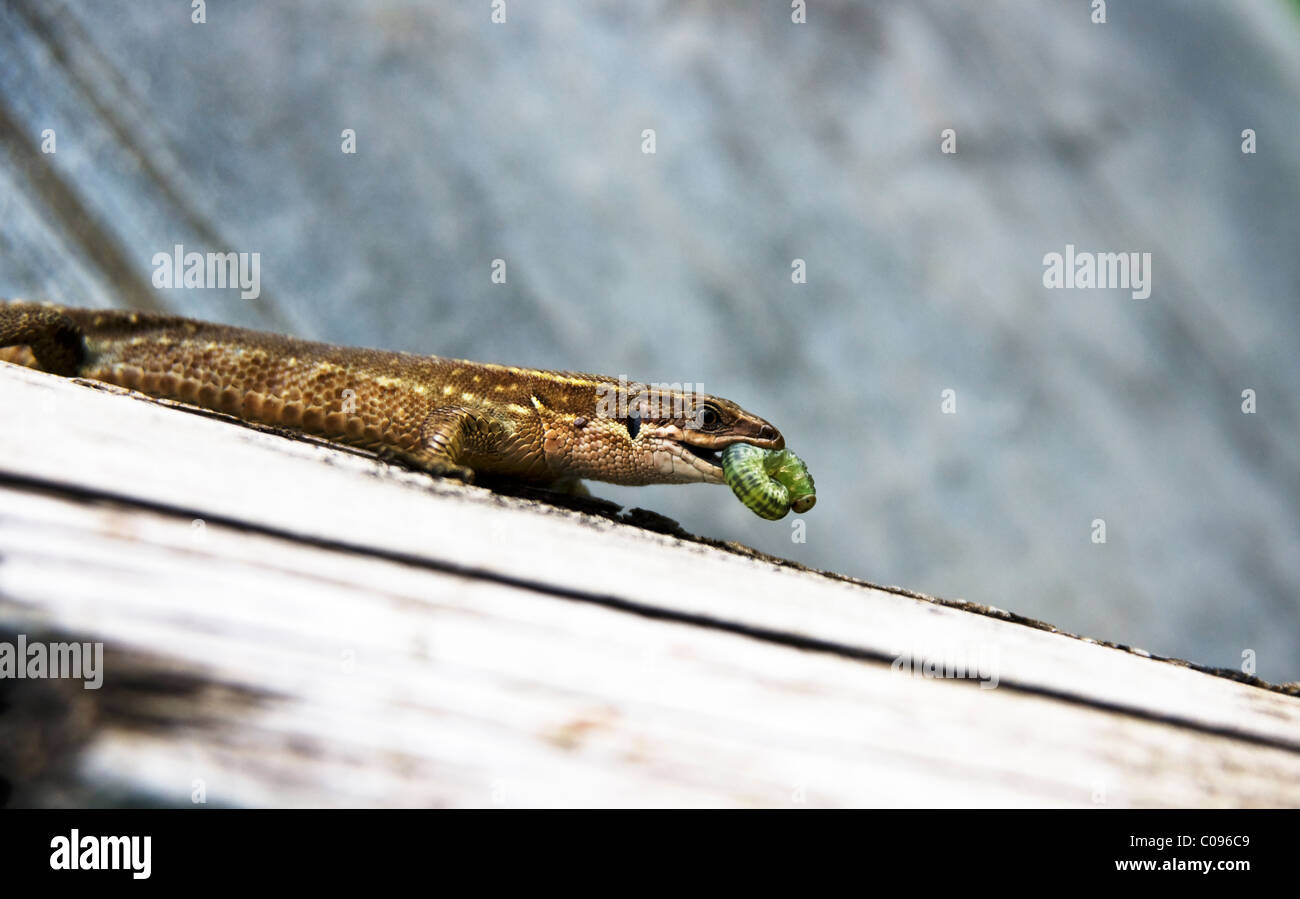 Predator and prey lizard hi-res stock photography and images - Alamy