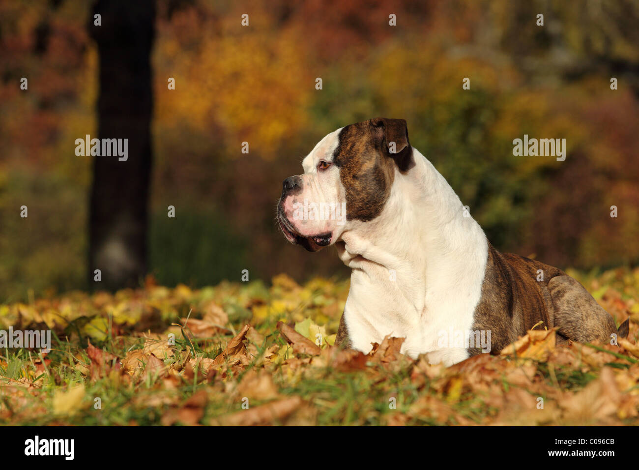Bulldog fall hi-res stock photography and images - Alamy