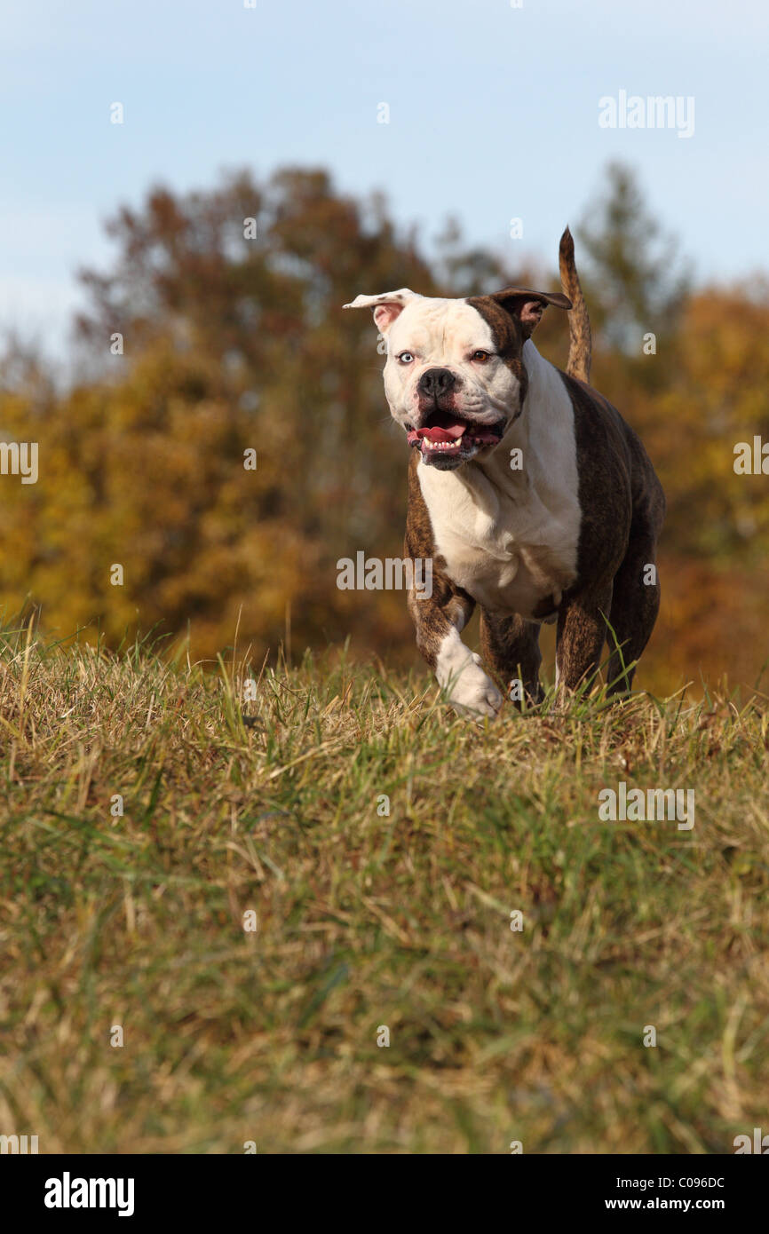 running American Bulldog Stock Photo - Alamy