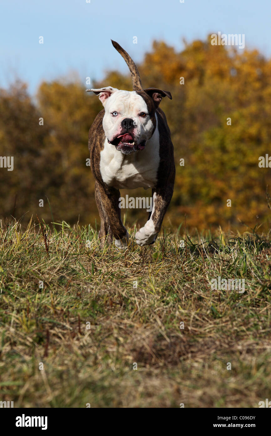 running American Bulldog Stock Photo - Alamy