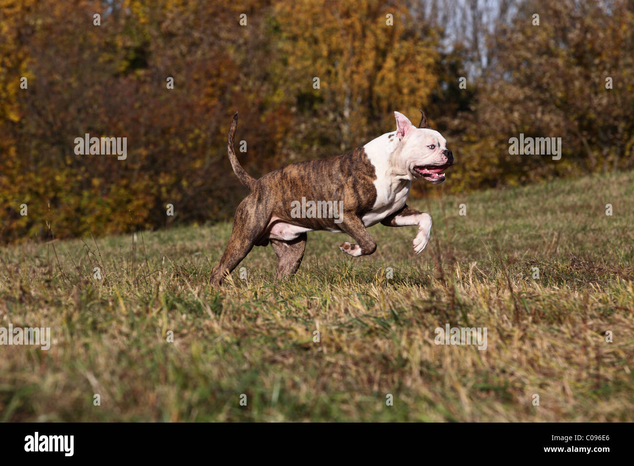 running American Bulldog Stock Photo - Alamy
