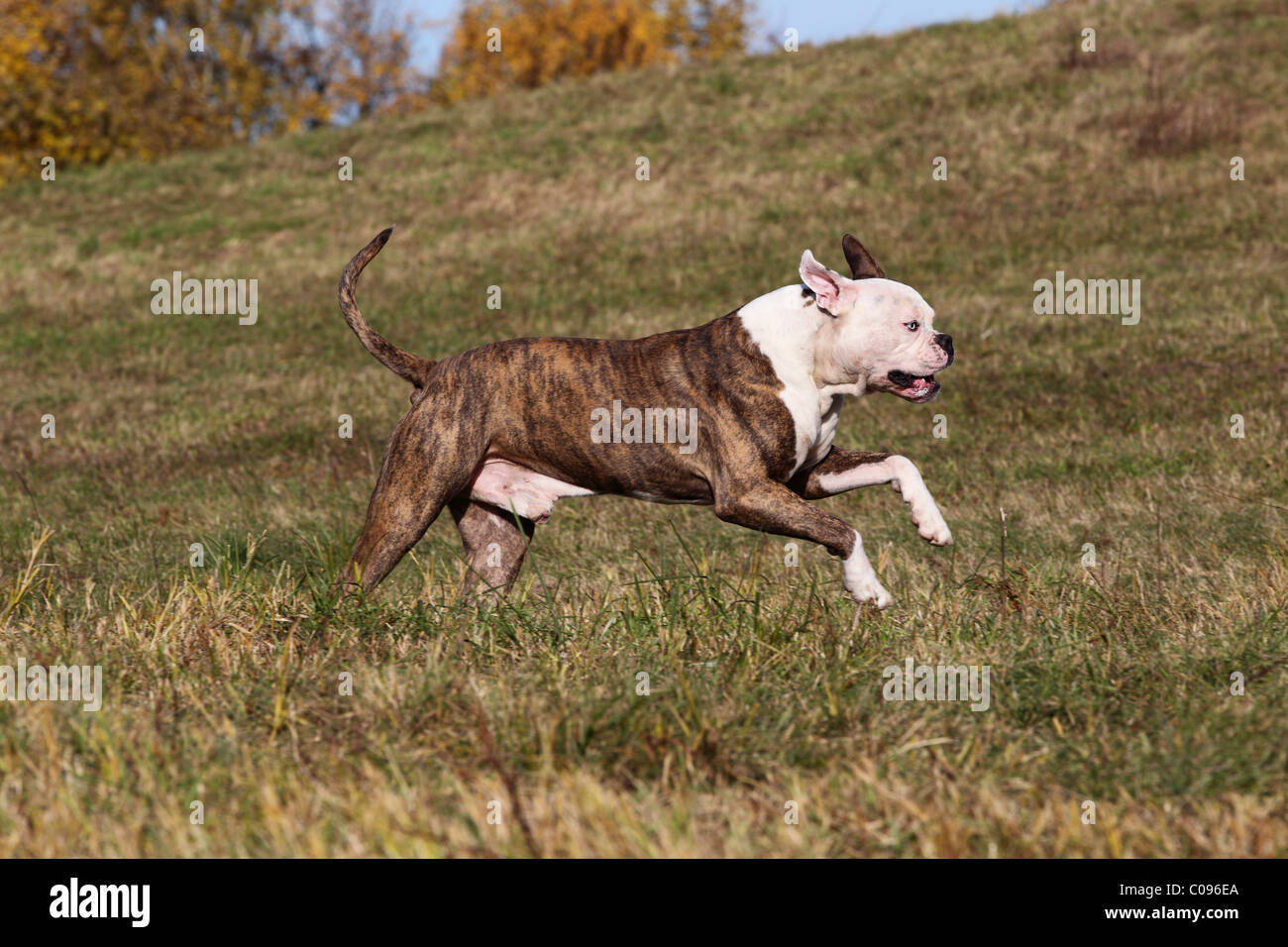 running American Bulldog Stock Photo - Alamy