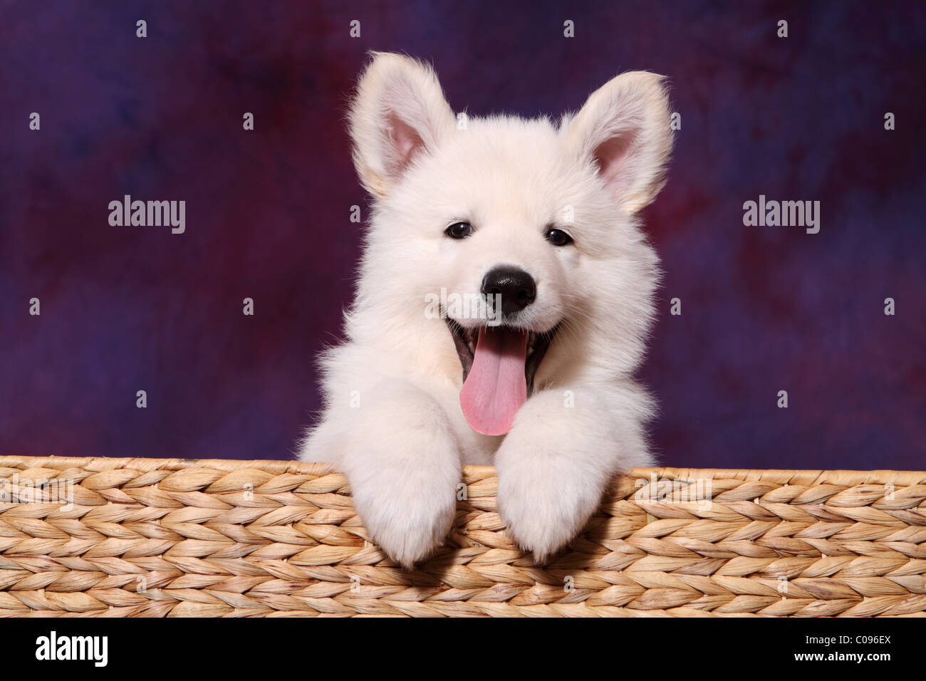 White Swiss Shepherd Puppy Stock Photo - Alamy