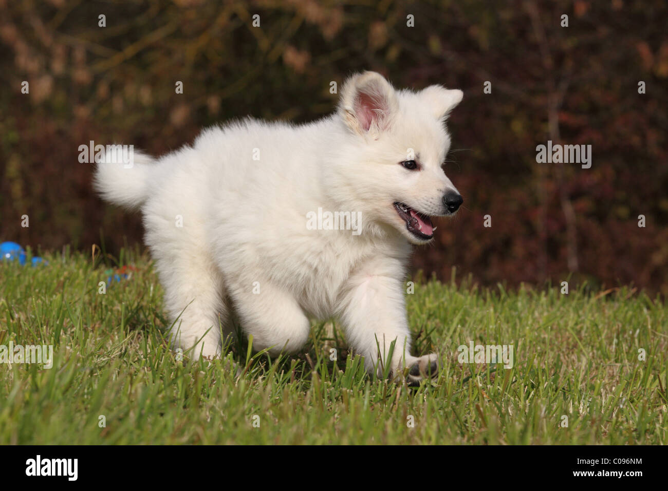 White Swiss Shepherd Puppy Stock Photo - Alamy