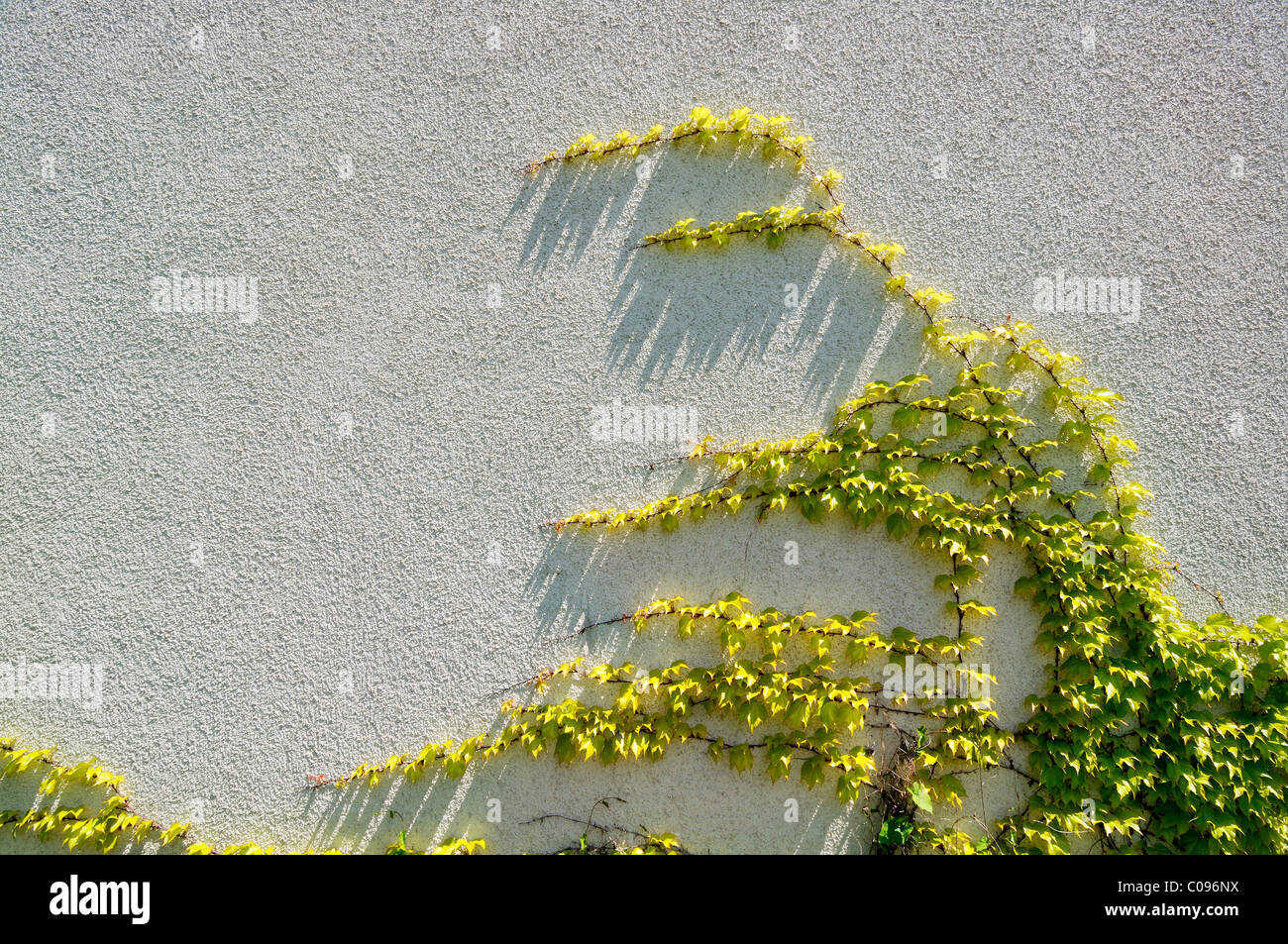 Japanese creeper, Boston ivy, Grape ivy, Japanese ivy, and woodbine ...