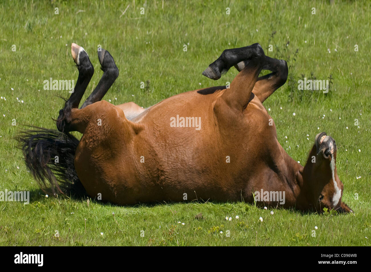 Brown pony rolling in a pasture Stock Photo - Alamy