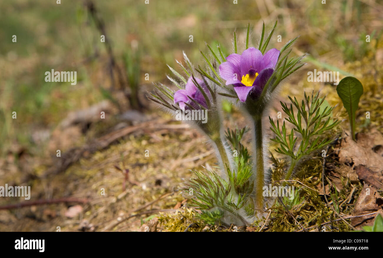 Flowering Pasque flower plant in springtime sun closeup Stock Photo - Alamy