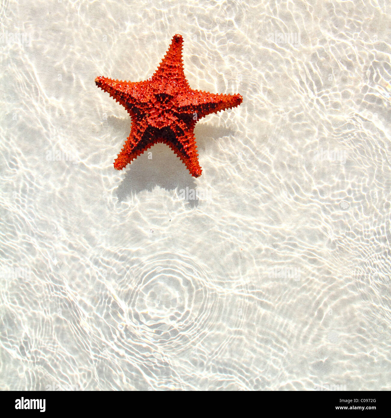 beautiful starfish orange in wavy shallow water Stock Photo - Alamy