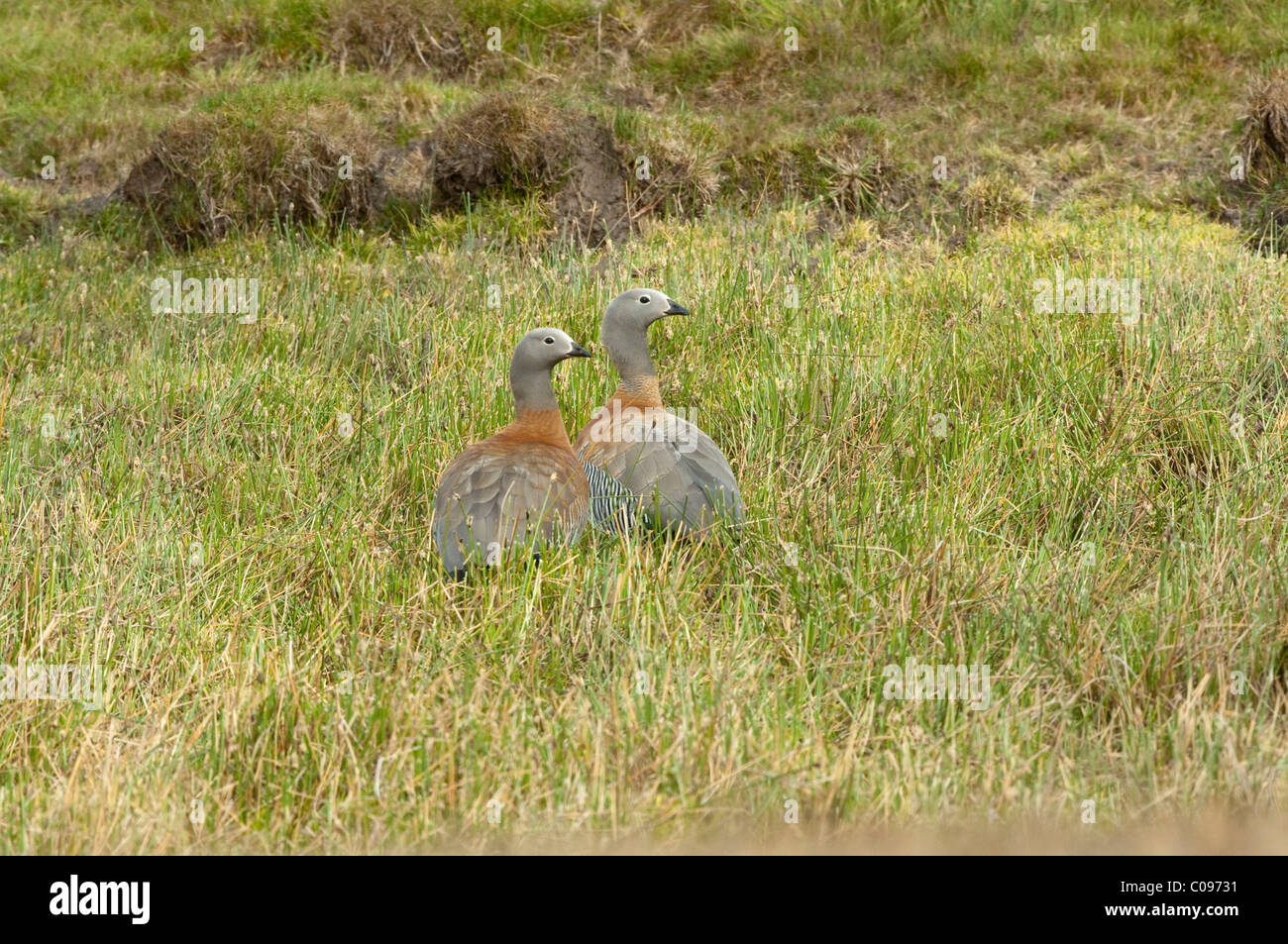 Ashy-headed Goose (Chloephaga poliocephala) adult pair in wetland ...